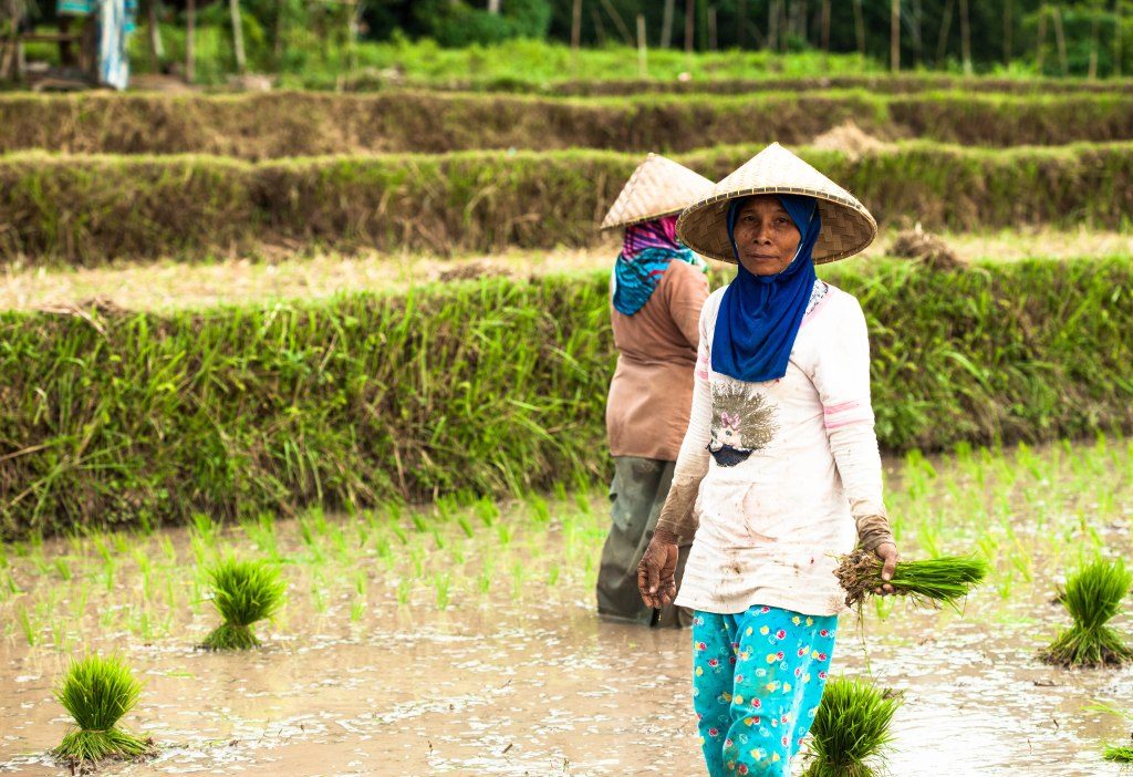 KEEPING TO A CULTURE: THE SASAK PEOPLE OF LOMBOK