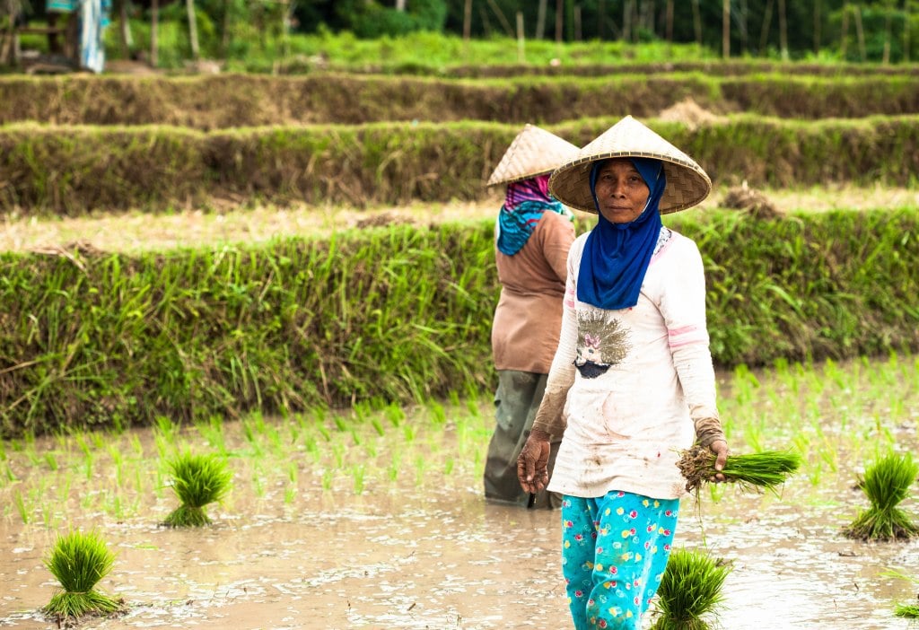 KEEPING TO A CULTURE: THE SASAK PEOPLE OF LOMBOK